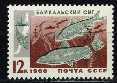 Russia Fauna Fish Sig stamp 1966 MNH A-11 | eBay