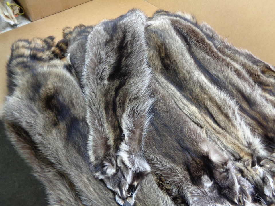 Professionally Tanned #1 XXL Raccoon/Coon Hide/Furs/Pelts/Taxidermy ...