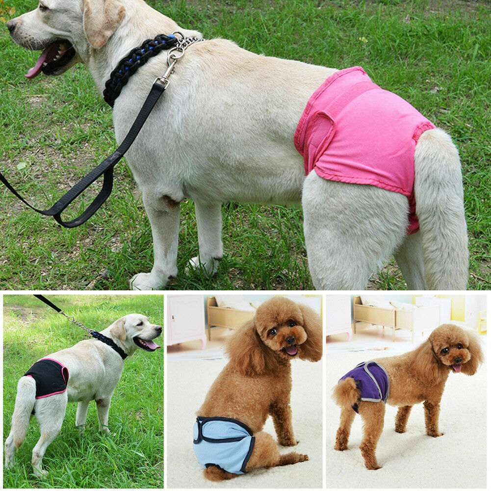 Does Female Dog Have Period