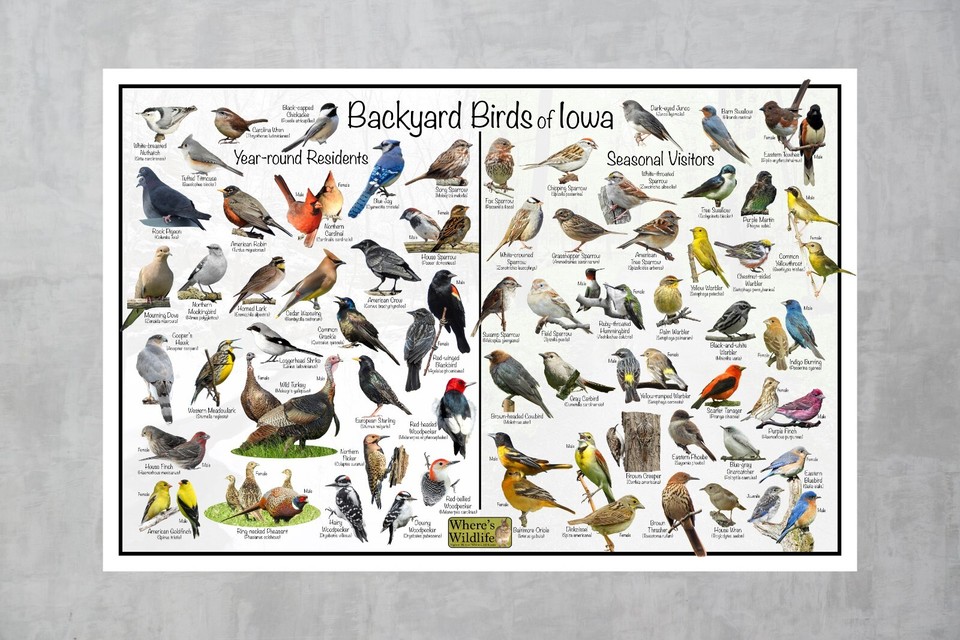 Backyard Birds of Iowa Bird Identification Nature Poster / Quick Easy ...