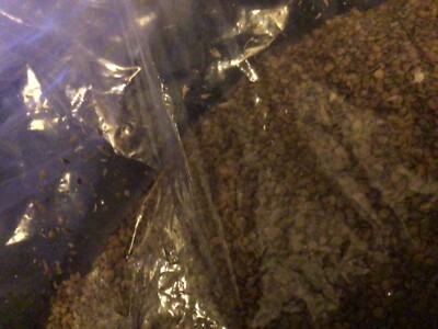 American Elm Tree seeds. {ULMUS AMERICANA} | eBay