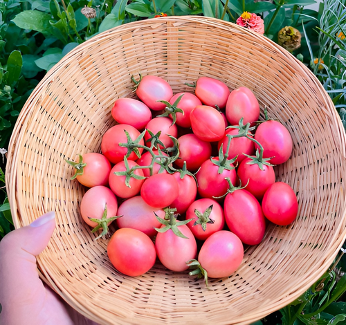 100 Heirloom Large Pink Cherry Tomato Seeds - Thai Pink Egg Sweet ...
