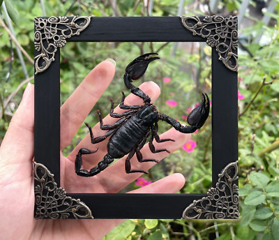Real Insect Scorpion Taxidermy Oddities & Curiosities Gothic Decor | eBay