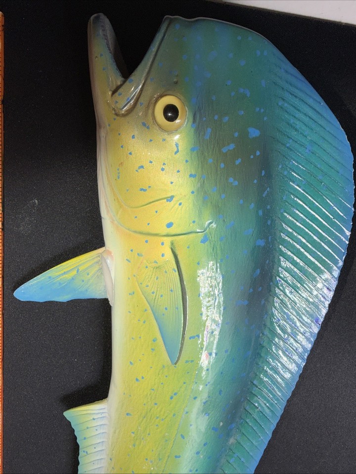 16 Inch Mahi Mahi Mount Handcrafted By King Sailfish Mounts Florida. | eBay