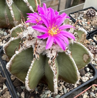 AZTEC CACTUS (Aztekium hintonii) 10 seeds | eBay Australia