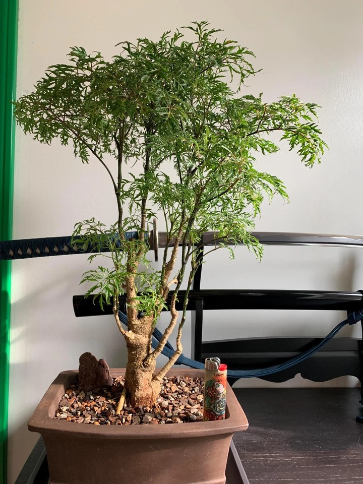 Aralia Ming Stump Bonsai Tree | Live Indoor & Outdoor Tropical plant in 6" Pot | eBay