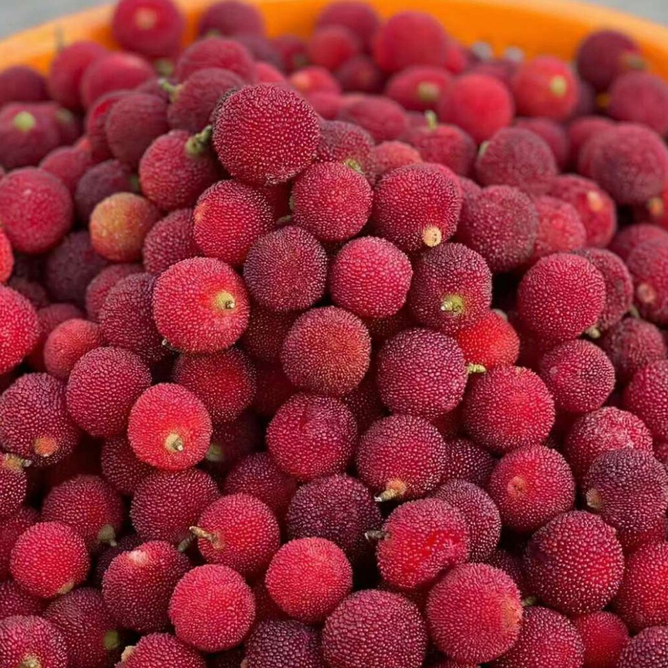 20-60 Red Bayberry Myrica Rubra Chinese Strawberry Organic Fruit | eBay
