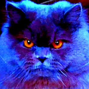 The Black and Blue Cat Company | eBay Stores