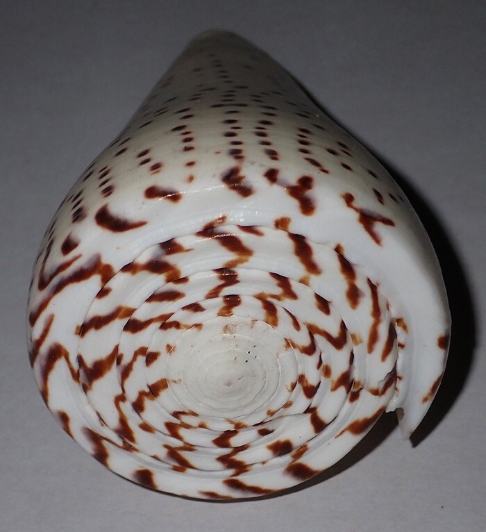 105 mm HUGE SIZE HARD TO FIND Conus Leopardus Cone Seashell Similan ...