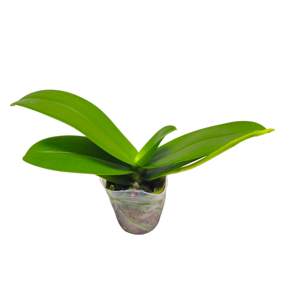 Phalaenopsis Sogo Watch Mini White (Single Spike) | eBay
