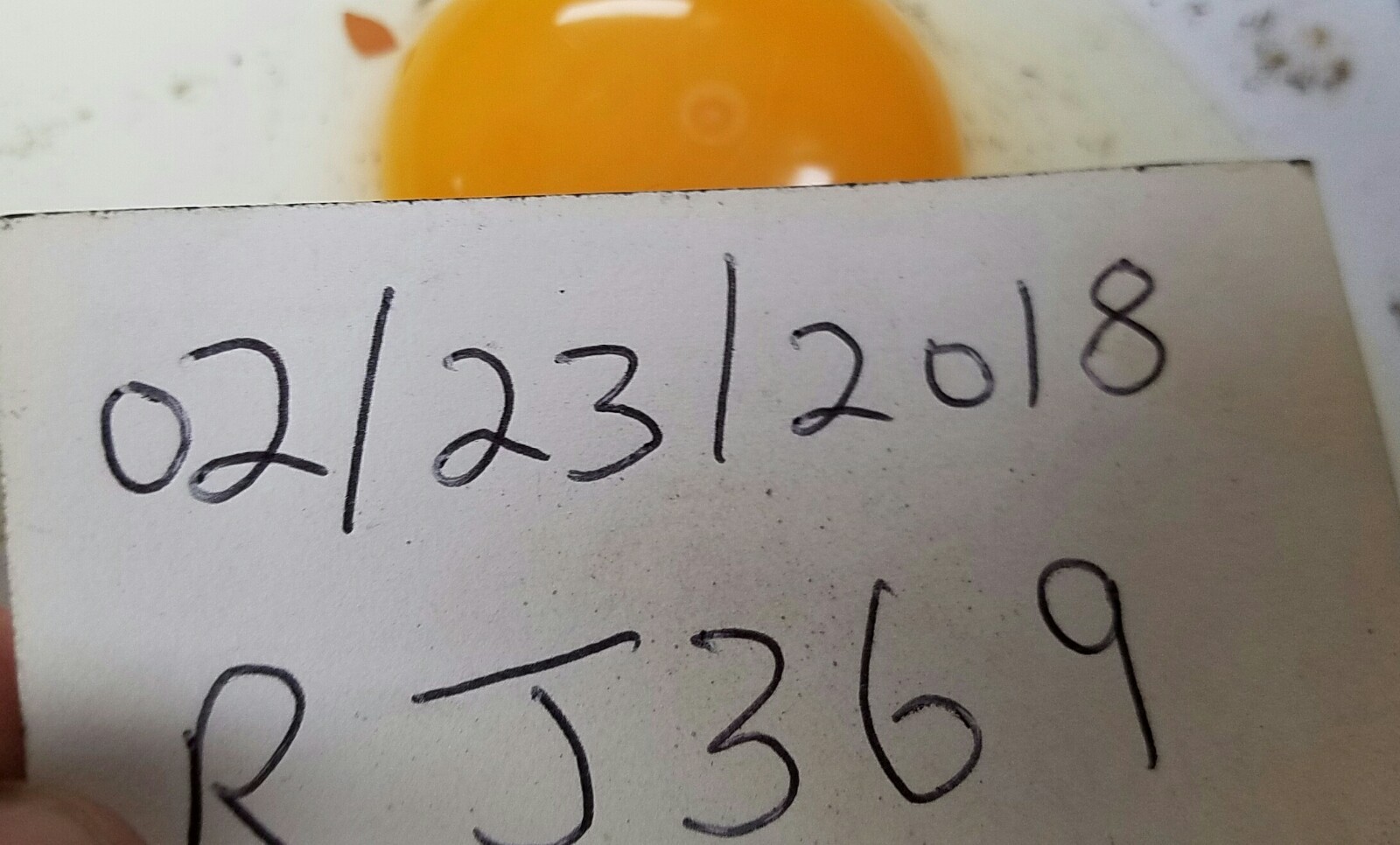 6 Rare Breed Black Chicken Fertile Hatching Eggs Svarthona Swedish ...