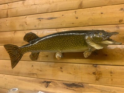 Taxidermy - Skin Mount Taxidermy