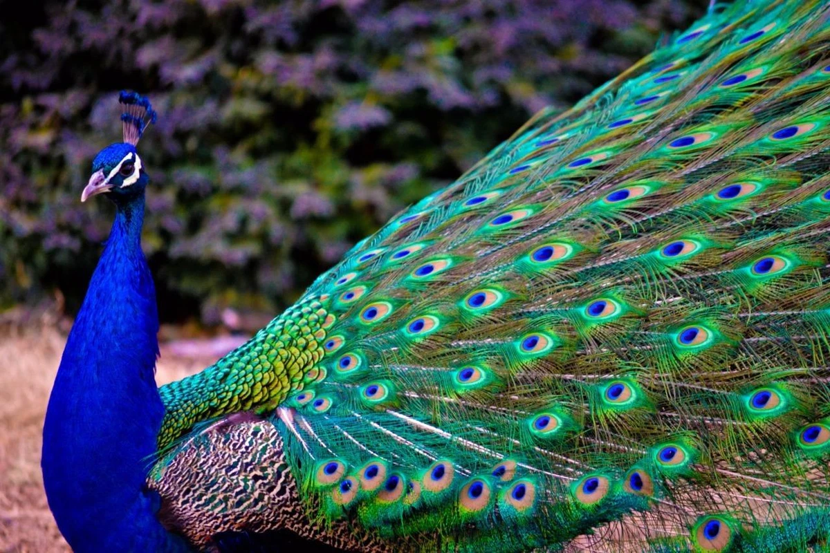Peacock Photography