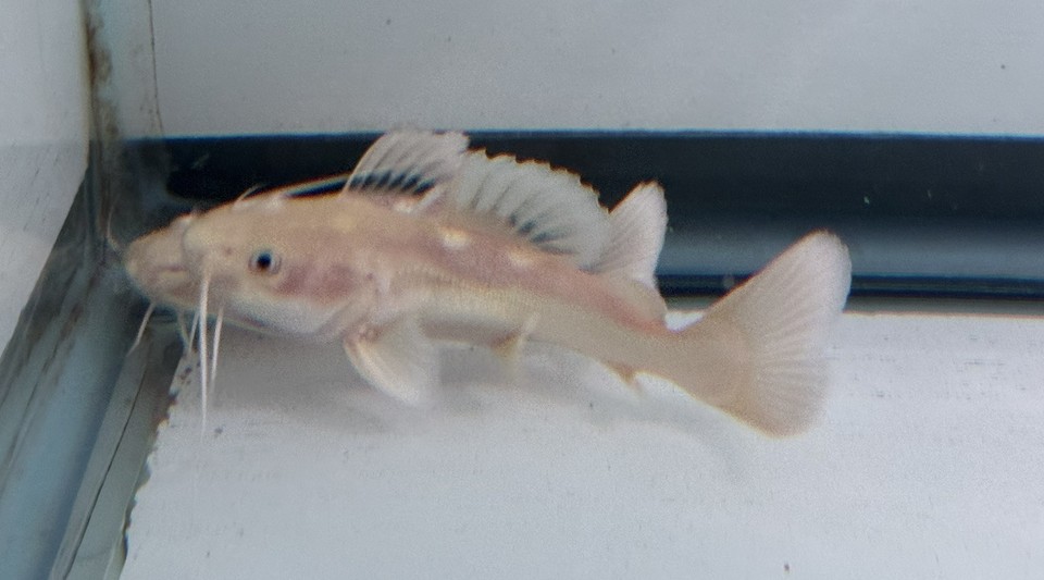 LIVE TROPICAL Fish-Phantom Redtail Catfish (Phractocephalus ...