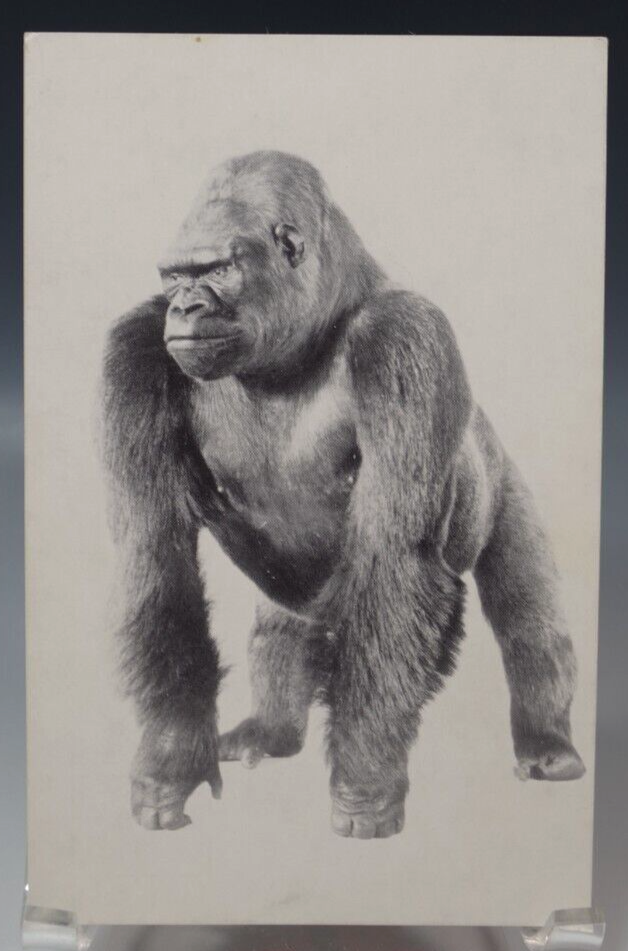 BUSHMAN CHICAGO NATURAL HISTORY MUSEUM GORILLA POSTCARD 1940's 1-288 | eBay