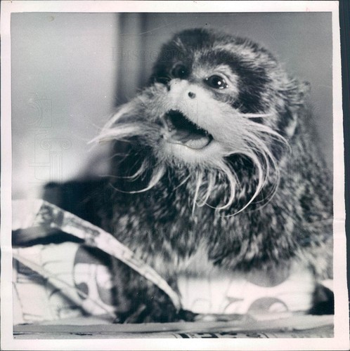1952 Press Photo Bronx Zoo Rare Imperial Marmoset From Western Brazil ...