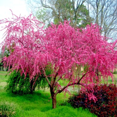 Peach Tree Seeds Dwarf Loring NEMAGUARD (Prunus persica) Fast Hardy ...