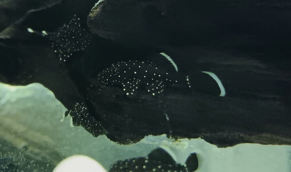 L181 Peppermint Bristlenose Pleco, Ancistrus sp. @ 2"+ Quality USA ...