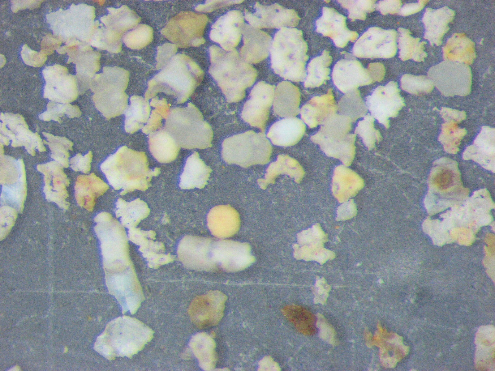 Lower Cambrian Small Shelly Fauna fossil rich sample Kunming China ...