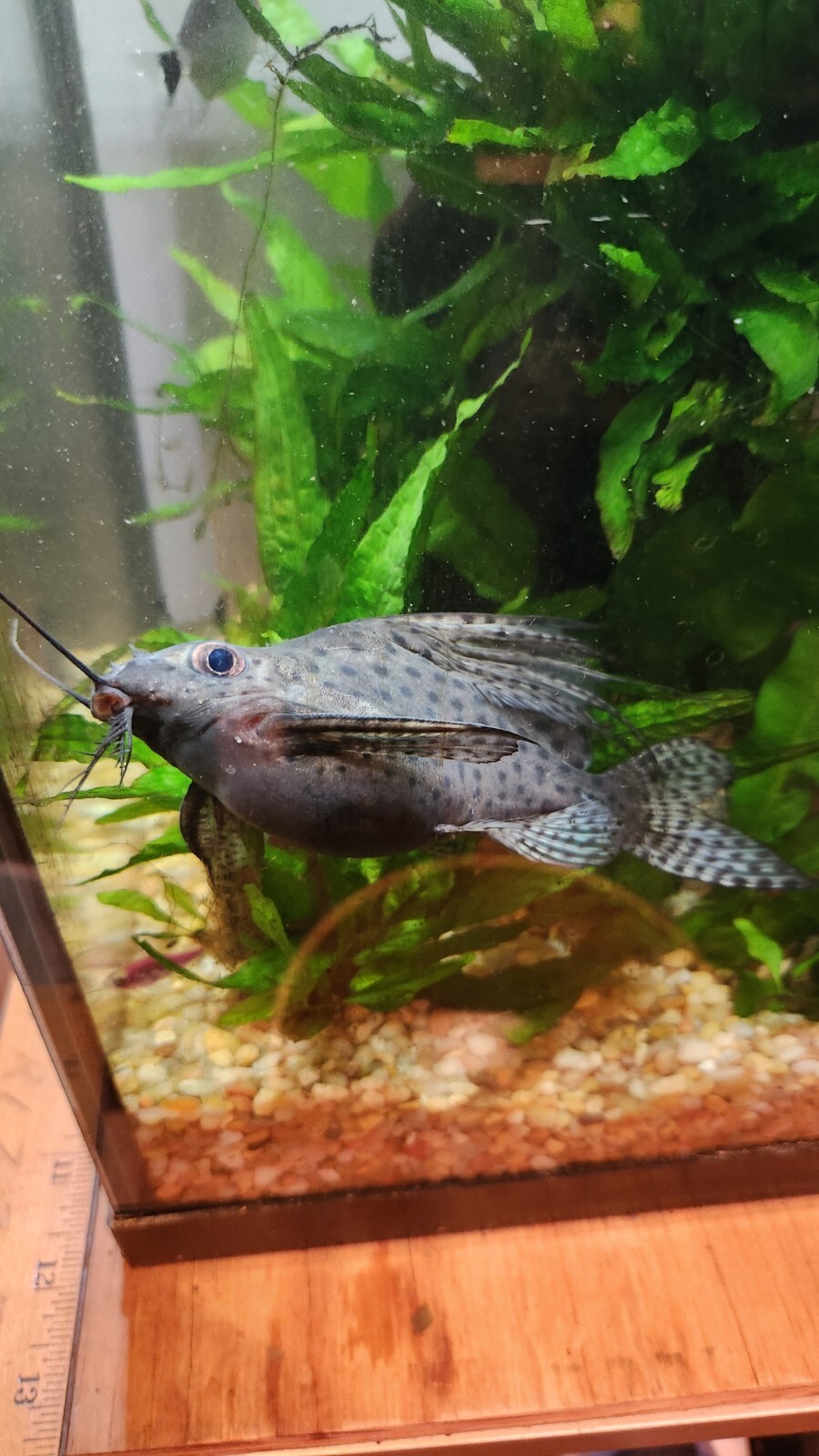 4" Synodontis Eupterus aka African Featherfin Squeaker Catfish. | eBay