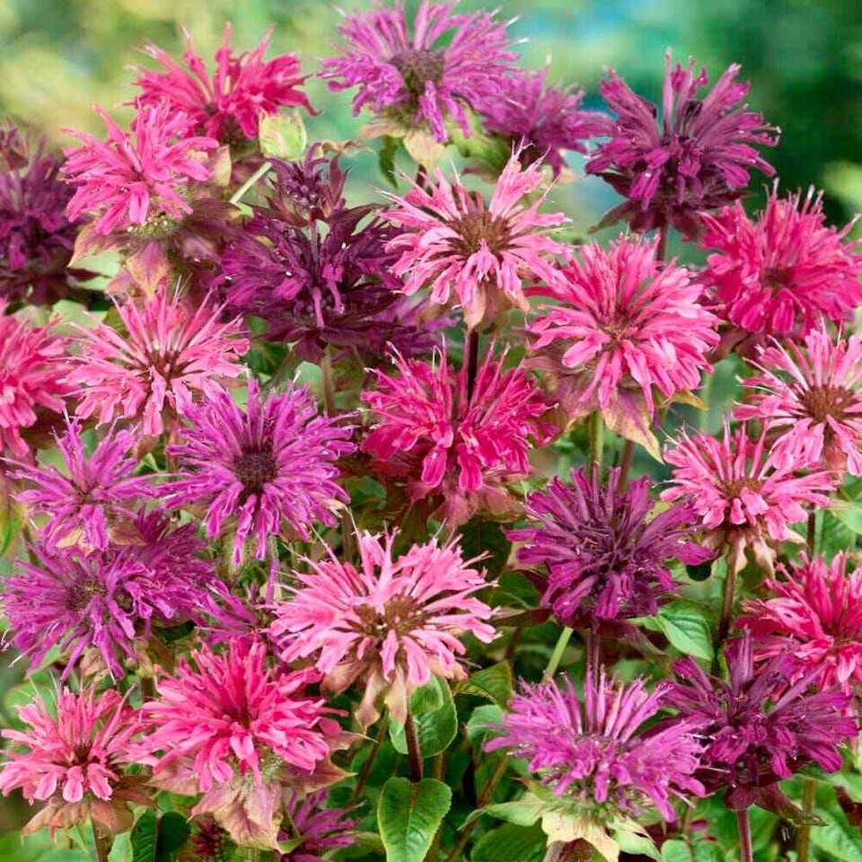 Mixed Bee Balm Seeds ~ Monarda Didyma ~ Bees ~ Spring Time ~ Grow Your ...
