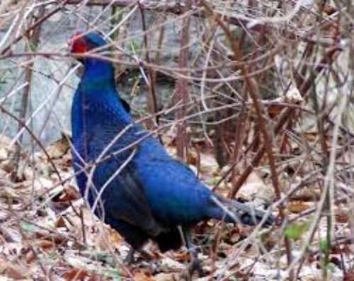 6 oil blue melanistic pheasant | eBay UK