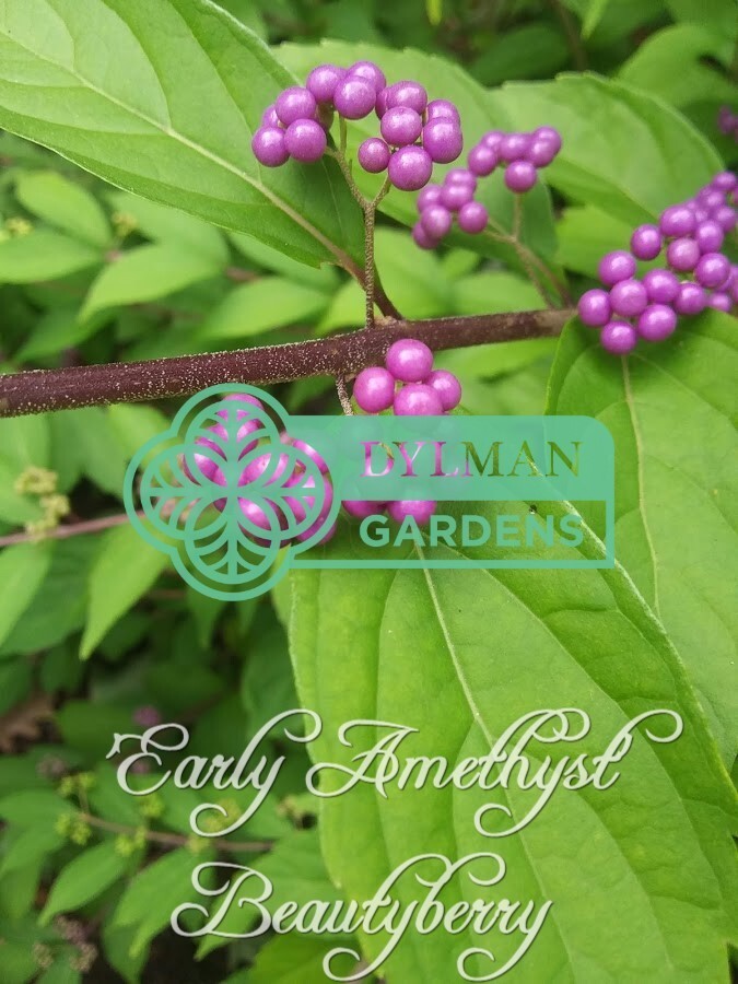 Early Amethyst Beautyberry Callicarpa Di. Early Amethyst Beautyberry,