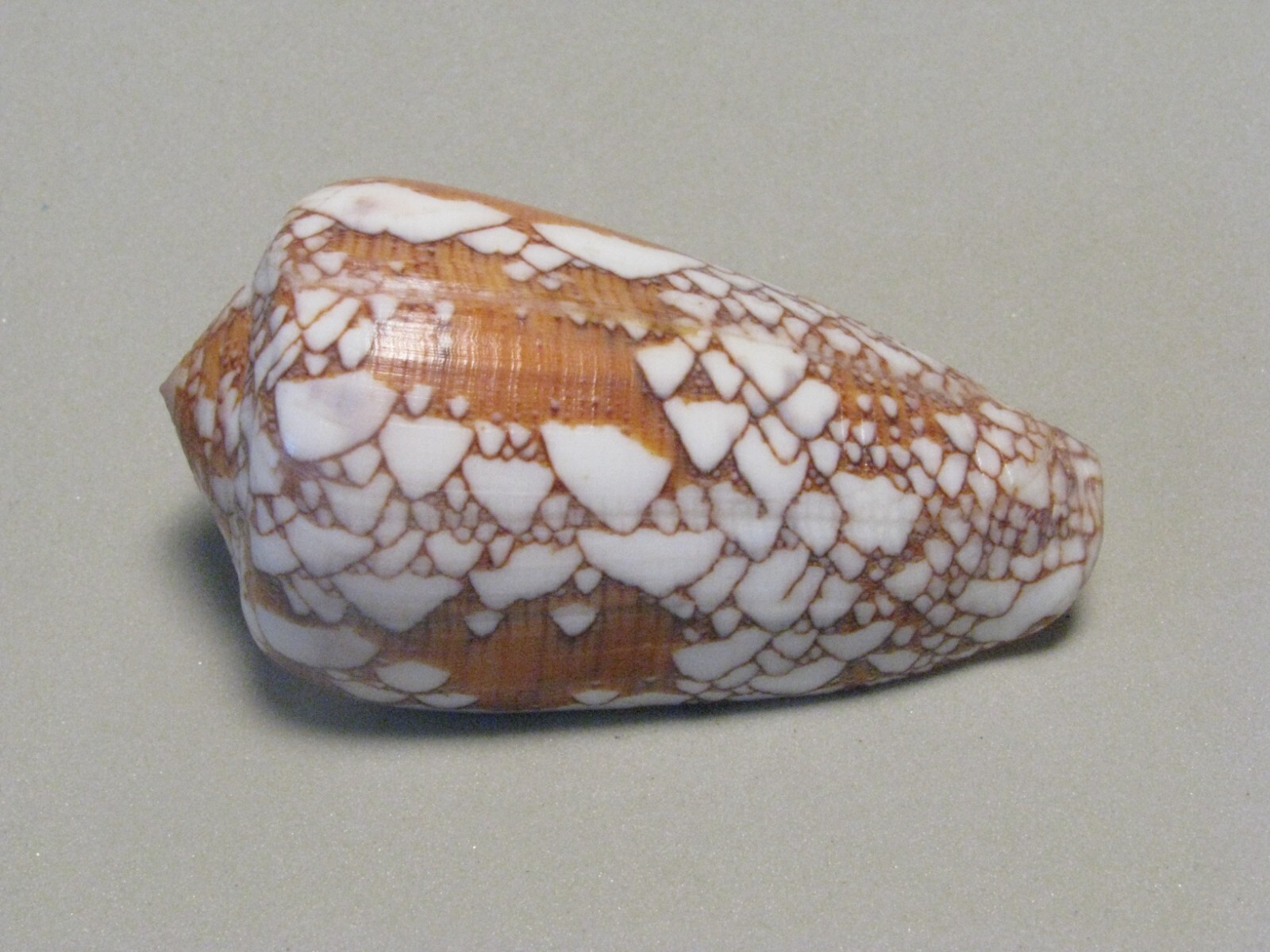 Conus pennaceus behelokensis LAUER, 1989 "BRIGHT-ORANGE VARIANT" (54 ...