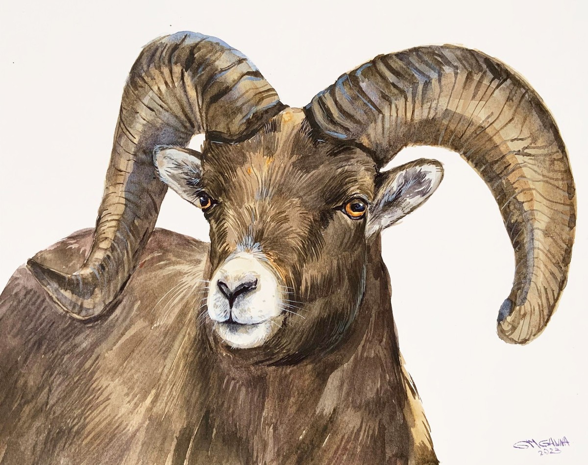 Ram Animal Drawing