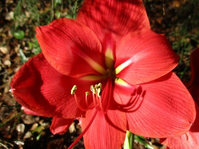 1 small Amaryllis bulb, Stargazer, 10-14 cm. circumference Hippeastrum ...