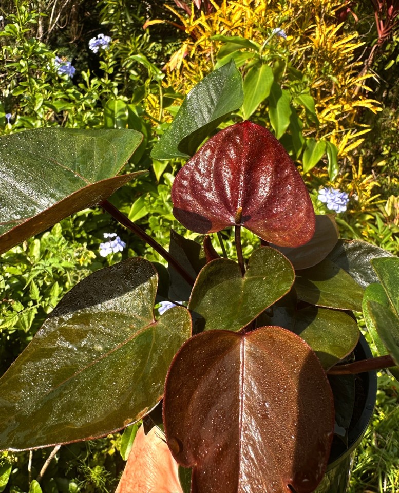 Anthurium Giant Chocolate Tropical Aroid Flowering Size | Colly Dolly ...