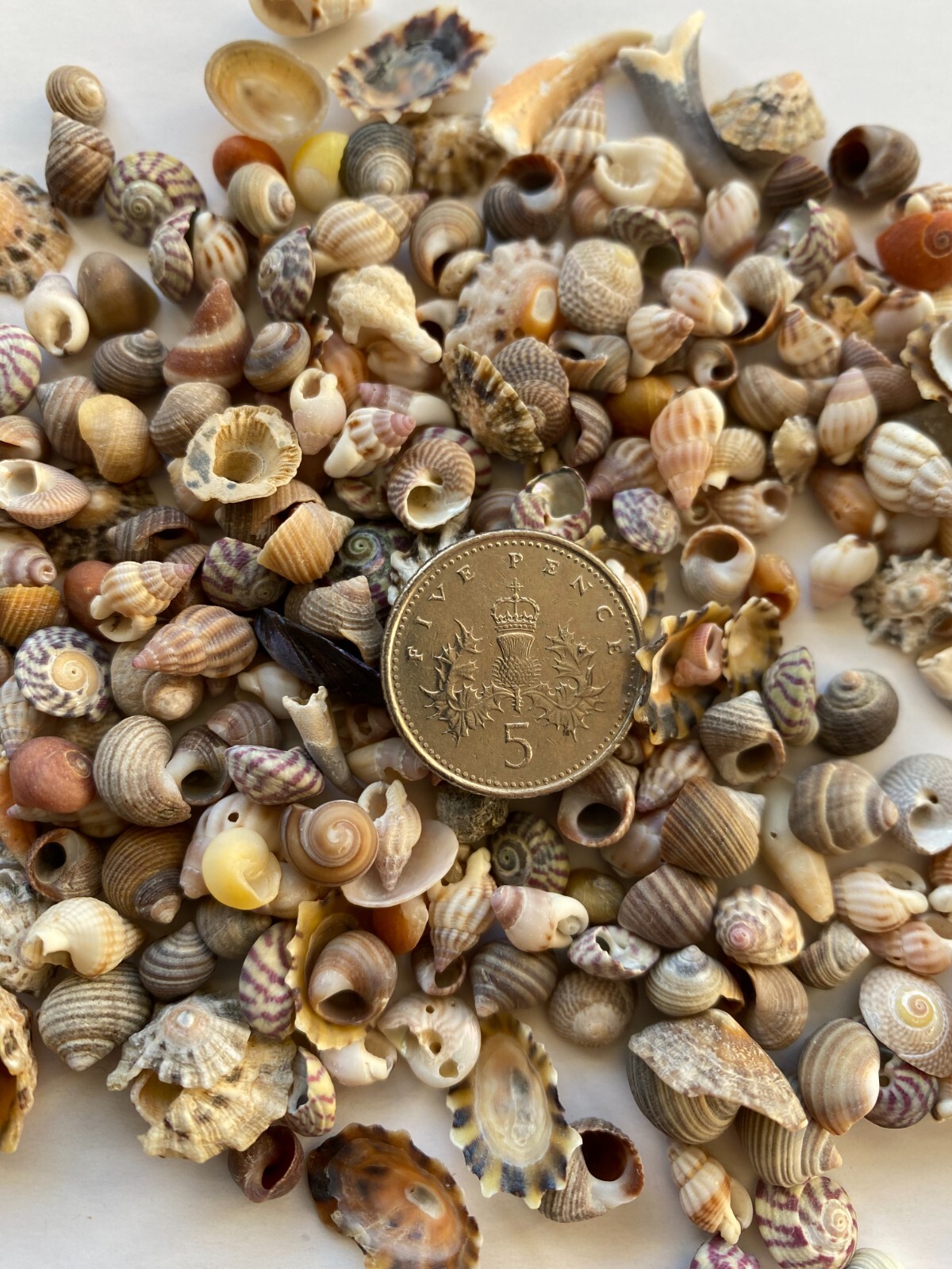 30 Miniature Sea/Beach Shells Small/Tiny/Miniscule Dolls House/Crafts 1 ...
