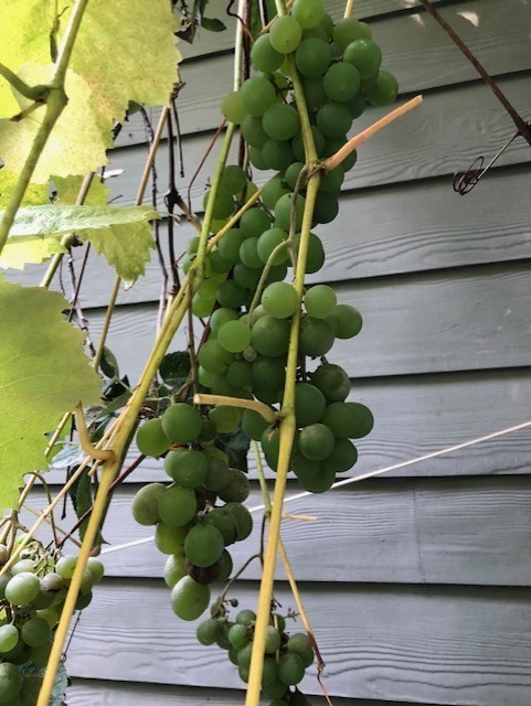 10 Golden Muscat grape cuttings, unrooted | eBay