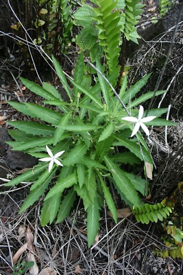 RARE 25 graines d' ETOILE DE BETHLEHEM(Hippobroma Longiflora)G391 ...
