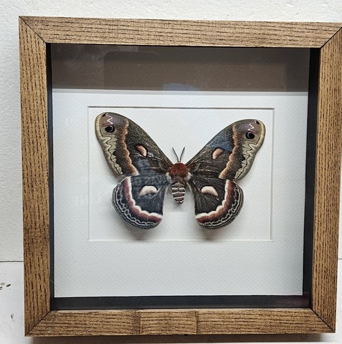 Real framed Cecropia Moth(F) from North America #1 | eBay