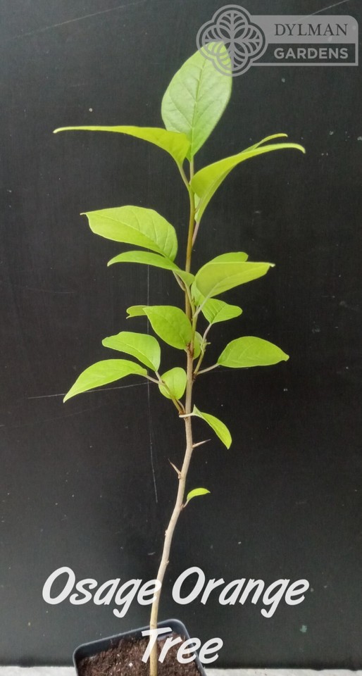Osage Orange Tree (Maclura pomifera) - Hedge Apple - Live Plant ...