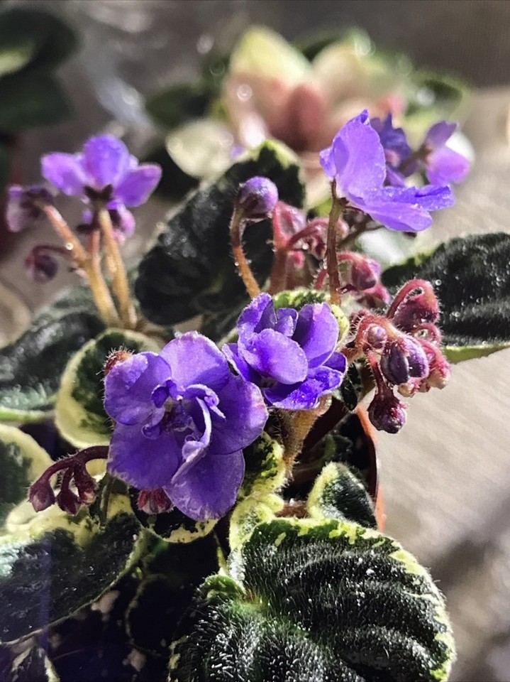 African violet Plant “Jersey Blue Ice” Variegated | eBay