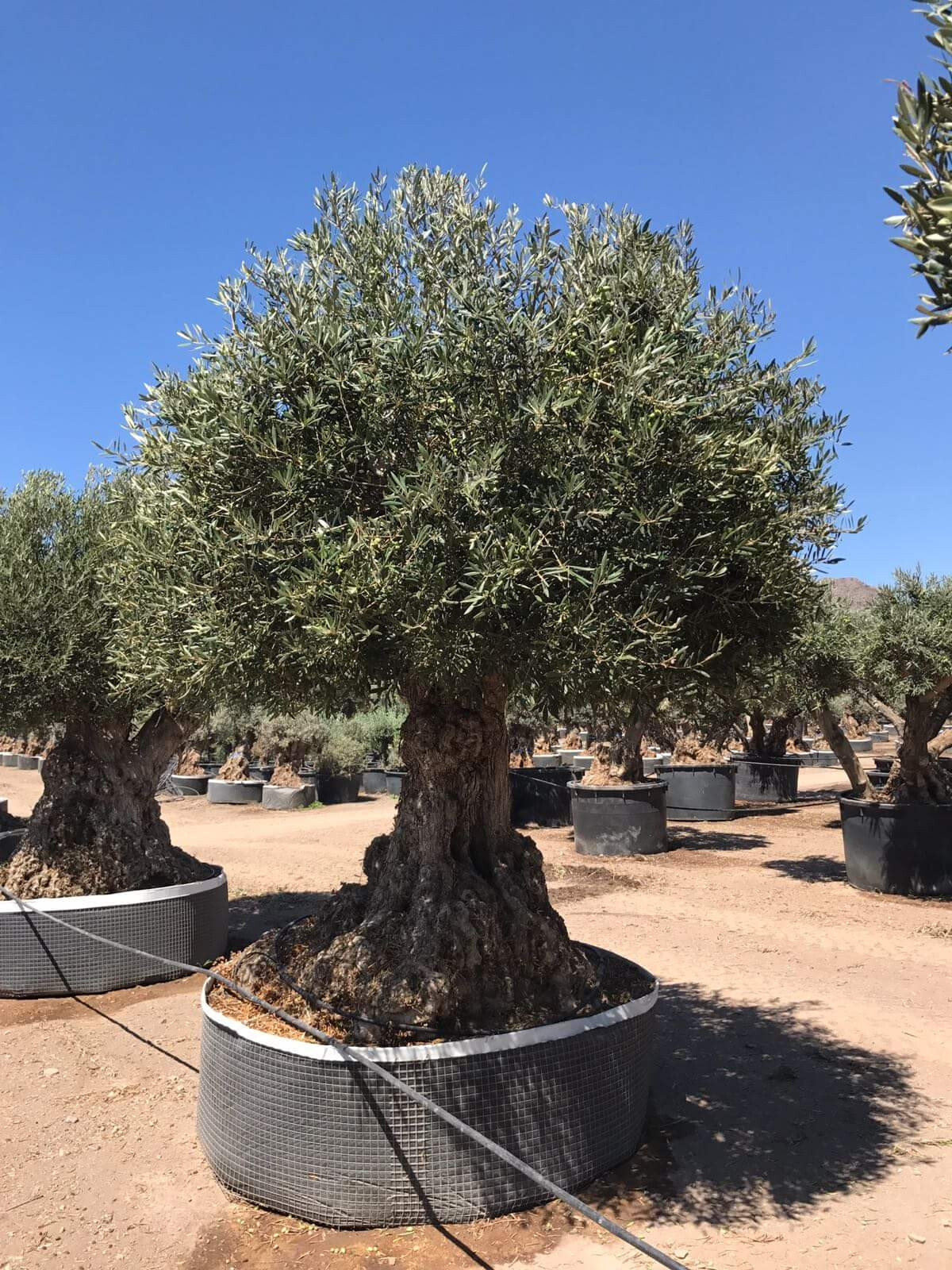 Olivenbaum XXL 500 Jahre Alter schöner knorriger Stamm Olea Europaea ...