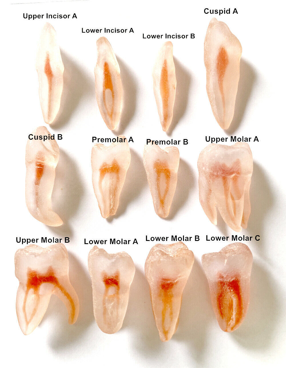 12Pcs Dental 3D Replicas Molar Model Incisor Cuspid Pulp Endo Training ...