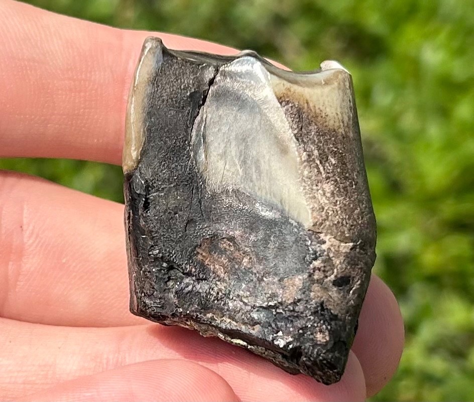 RARE Fossil Mammal Tooth Aceratherium Miocene Age Asia | eBay