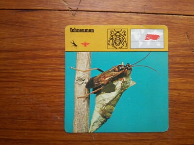 GUEPE ICHNEUMON TROGUS MACULATOR Carte collection 1975 fiche animal ...