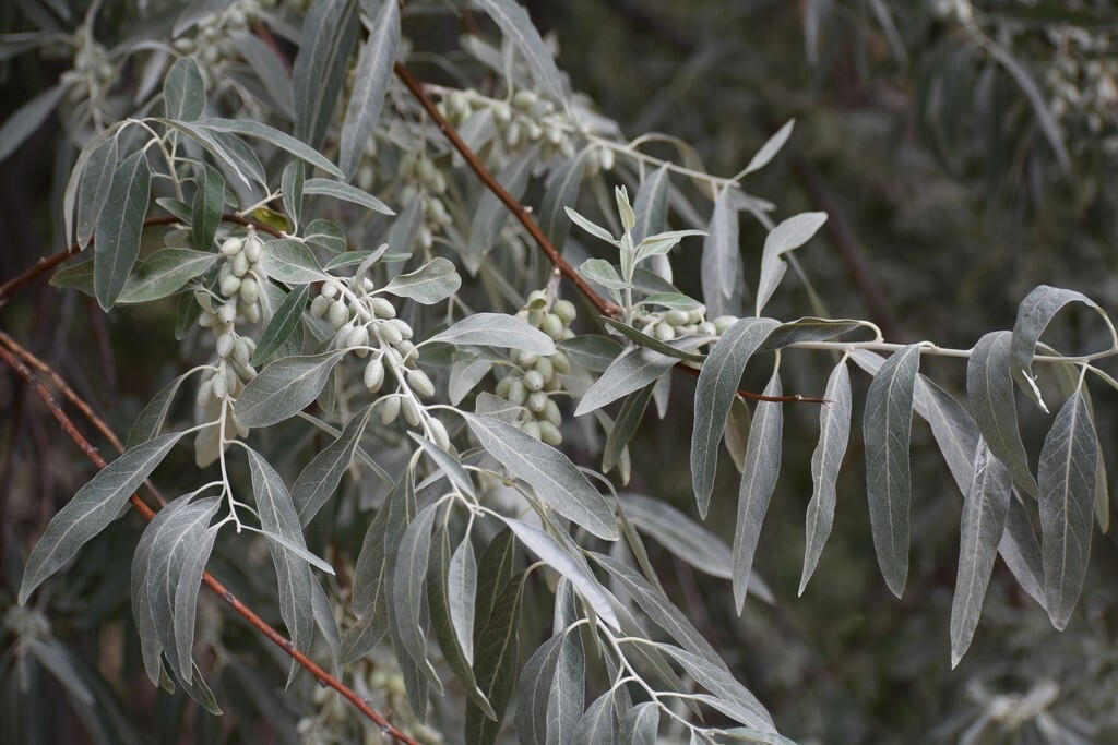 Russian Olive Tree Colorado