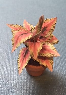 1:12 Dollhouse Miniature Coleus House Plant Kit/Miniature Garden DI ...