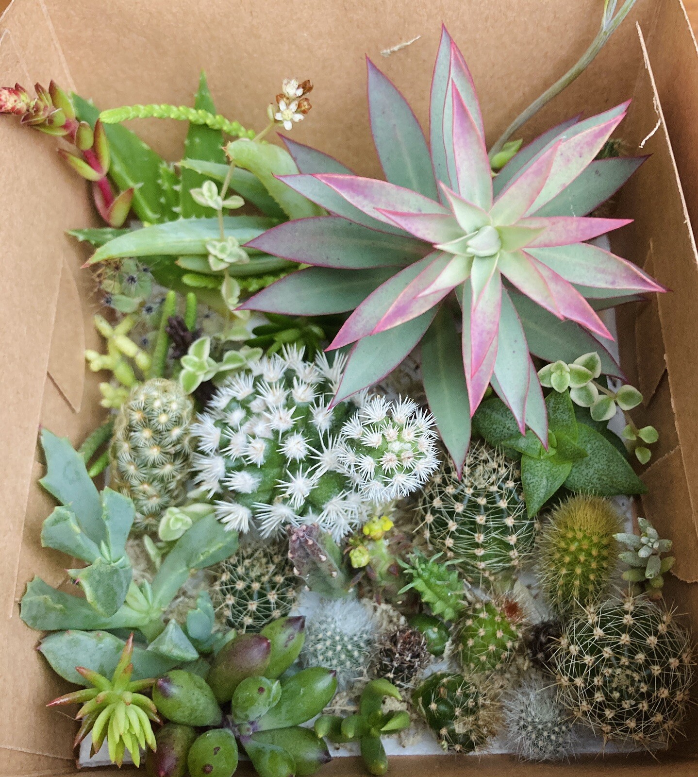 Cacti Cuttings Cactus Succulent Echinopsis Euphorbia Pack Mixed Collectors | eBay Australia