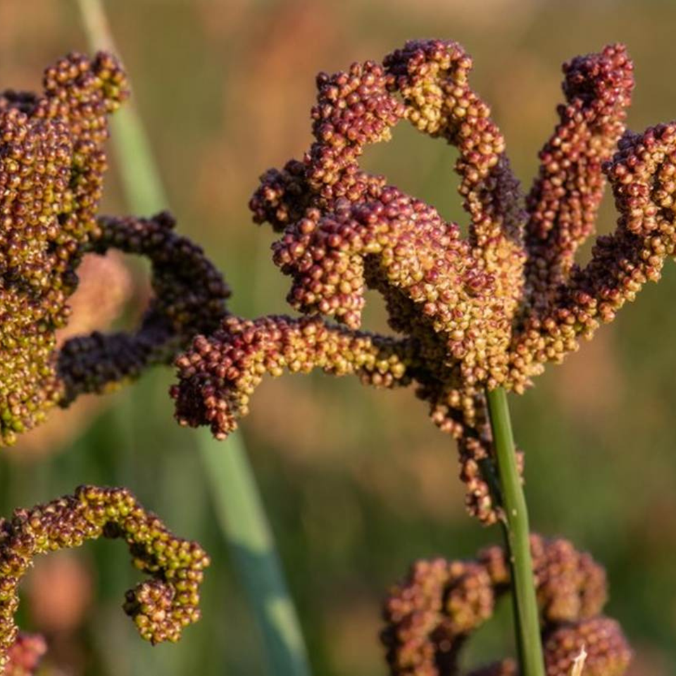 Finger Millet | Nachani | Ragi Seeds | Organic Whole Grains Premium ...