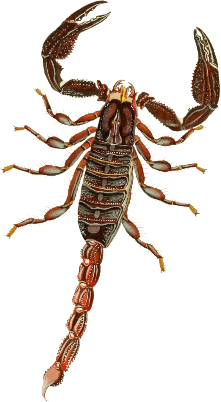 4X Car Stickers Scorpion Animal Tuning Car Rear Window 9X9 cm | eBay ...