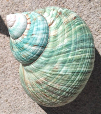 4" Large Green Natural Conch Seashell Hermit Crab Shell Jade Turbo | eBay