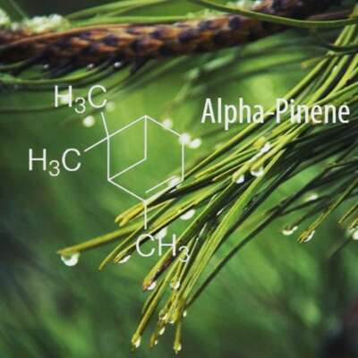 100g Alpha-Pinene 100% natural Terpene FG | eBay