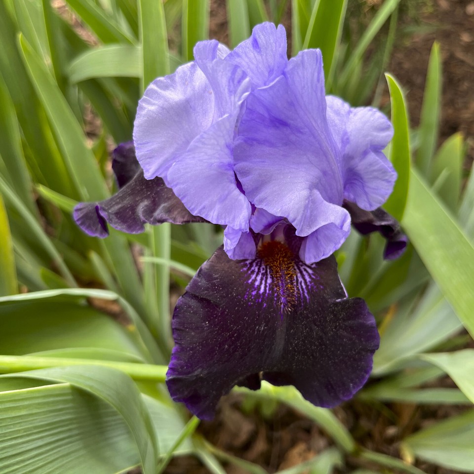 Tall Bearded TB Iris DANGEROUS MOOD Velvet Blue Perennial Plant Rhzome ...