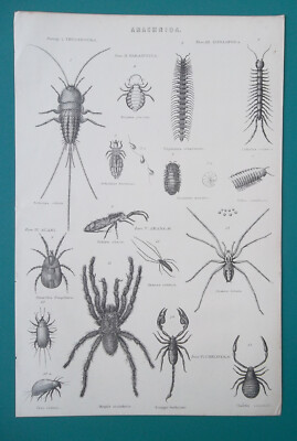 ARACHNIDA Spiders Tarantula Scorpion Parasites Myriapoda - 1883 Antique ...